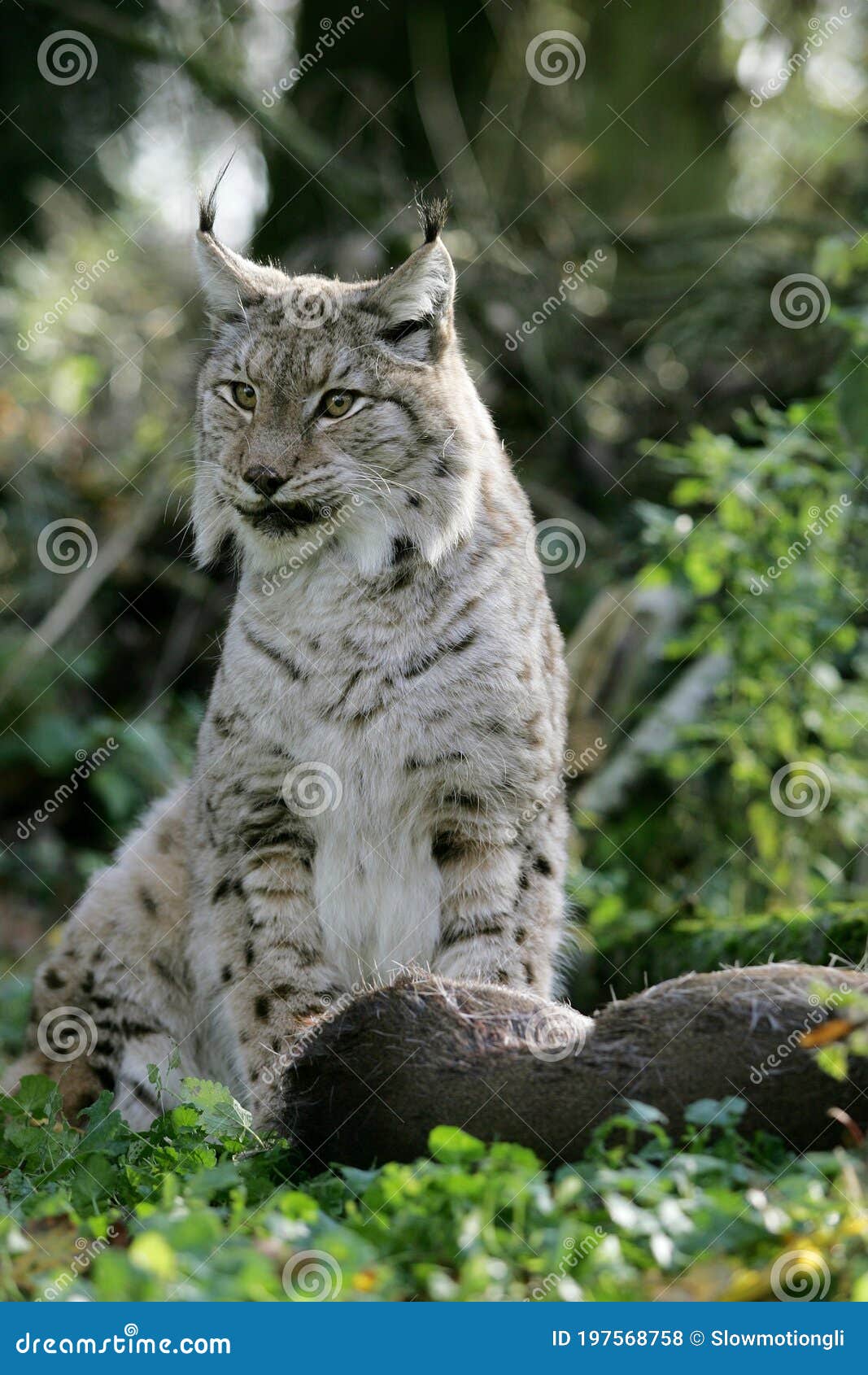 European Lynx, Felis Lynx with a Kill, a Roe Deer Stock Photo - Image ...