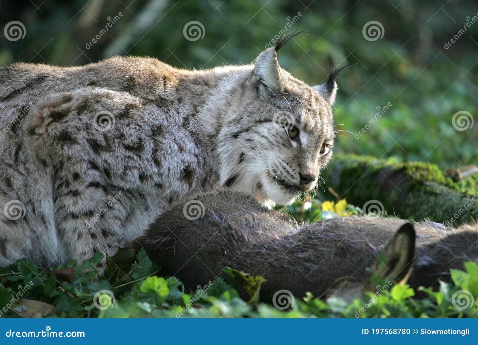 European Lynx, Felis Lynx with a Kill, a Roe Deer Stock Photo - Image ...