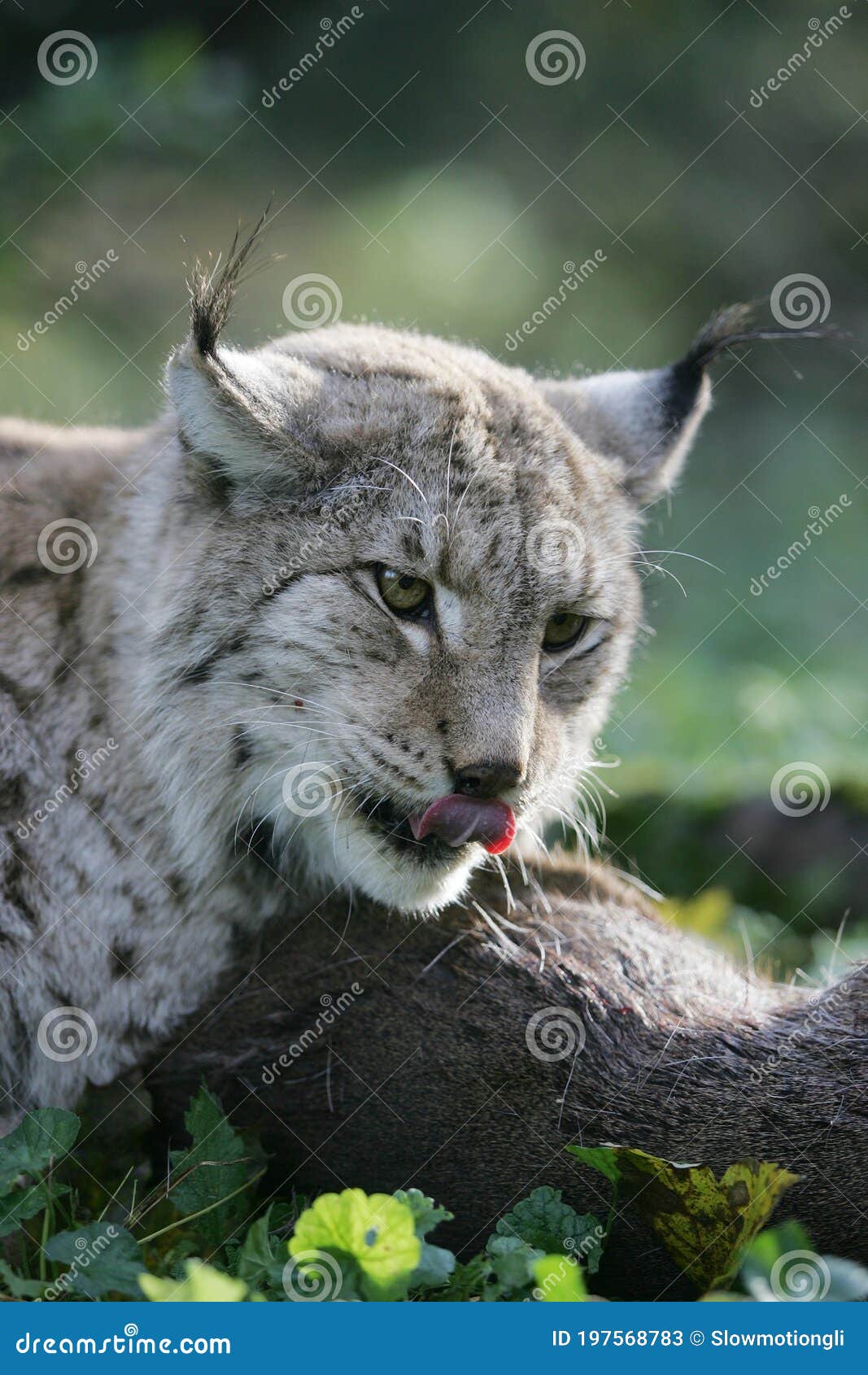 European Lynx, Felis Lynx with a Kill, a Roe Deer Stock Image - Image ...