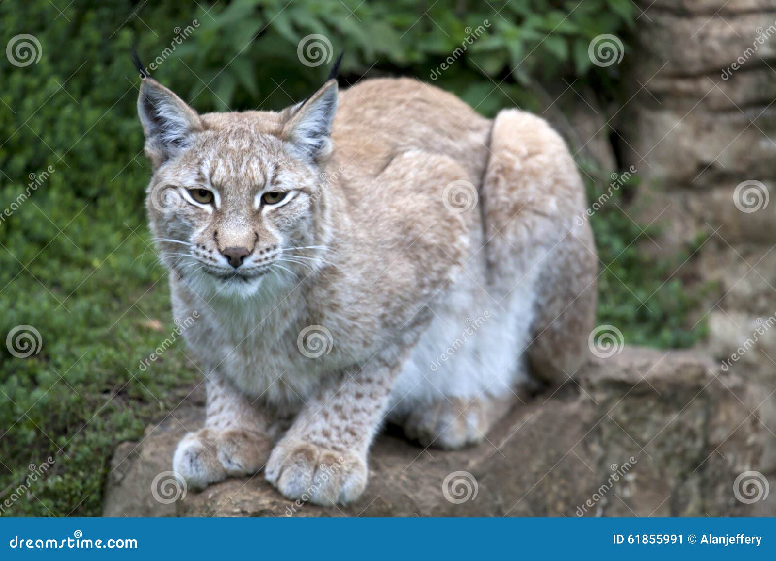 European Lynx stock image. Image of carnivorous, wildcat - 61855991