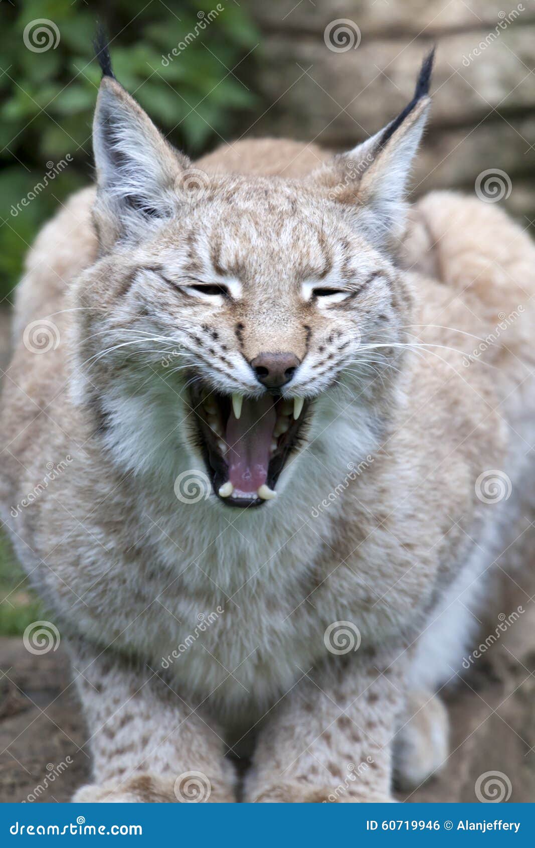 European Lynx stock photo. Image of yawn, hunter, zoology - 60719946