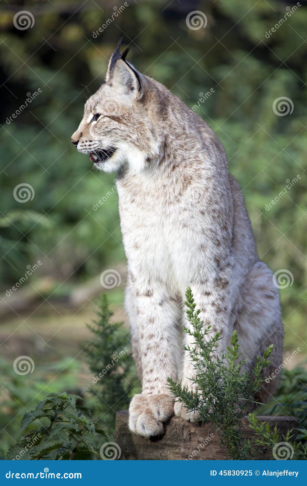 European Lynx stock image. Image of animal, mammal, lynx - 45830925
