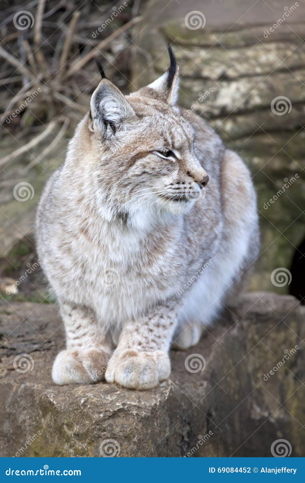 European Lynx stock photo. Image of wildcat, feline, yawn - 69084452