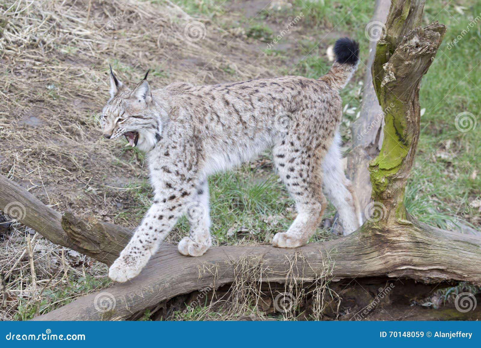 European Lynx stock image. Image of animal, sharp, zoology - 70148059