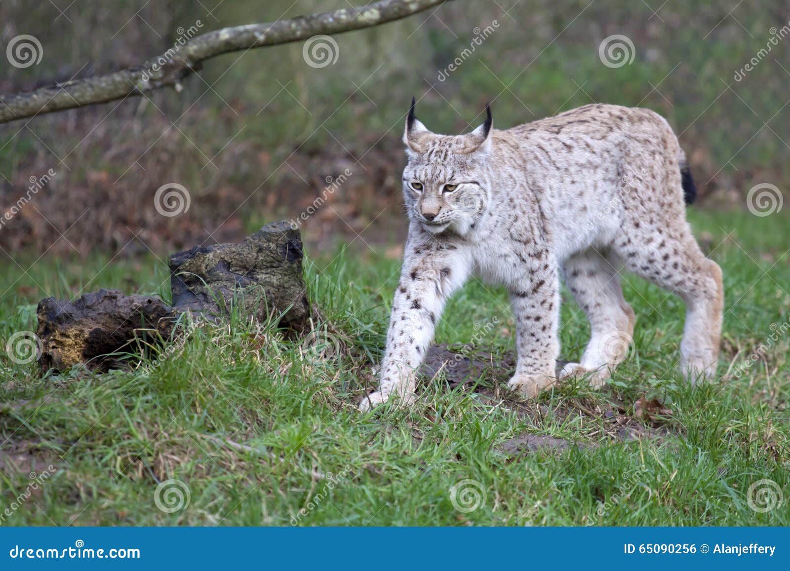 European Lynx stock photo. Image of fauna, eurasian, mammal - 65090256