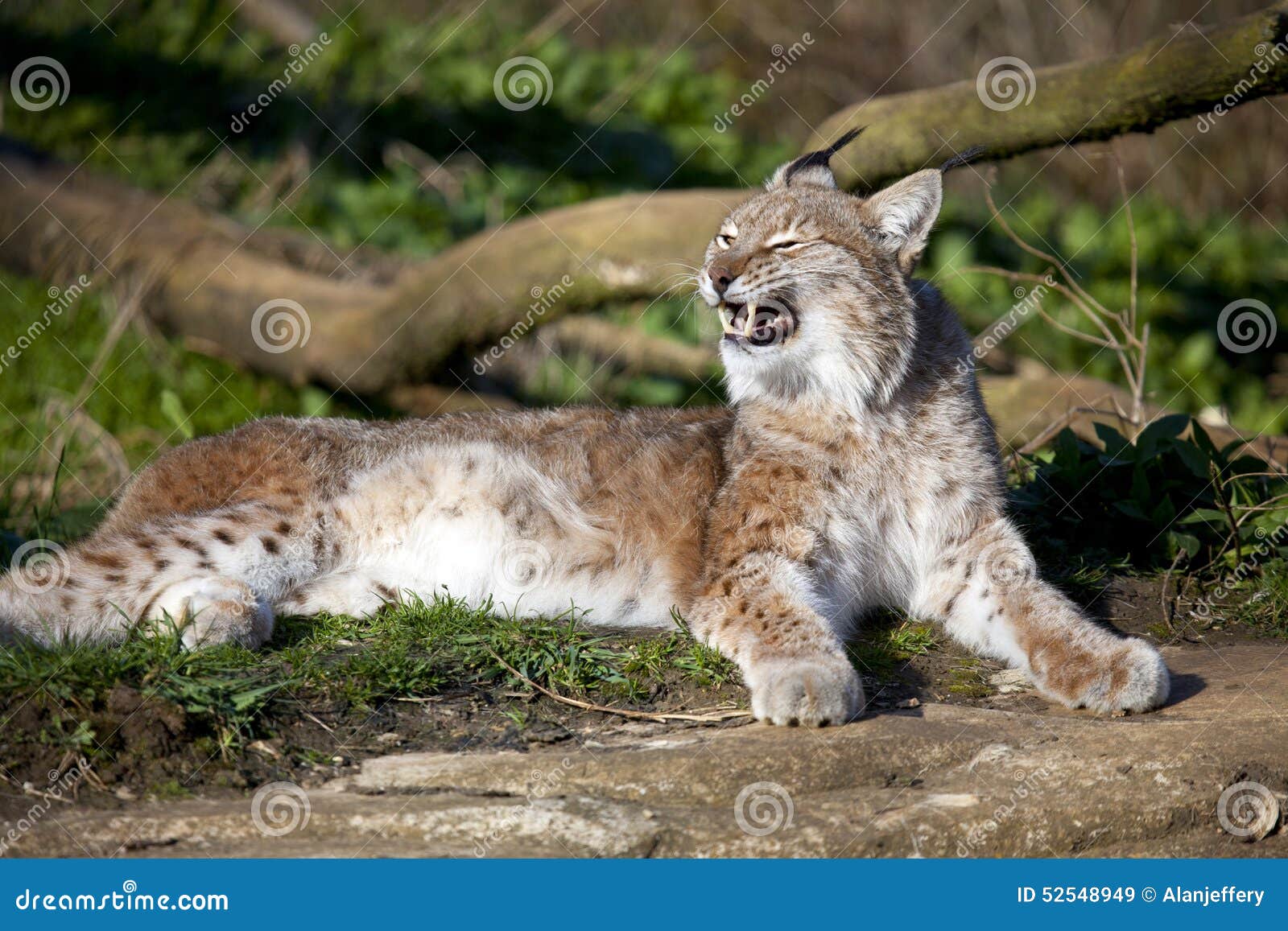 European Lynx stock image. Image of yawn, hunter, mammal - 52548949