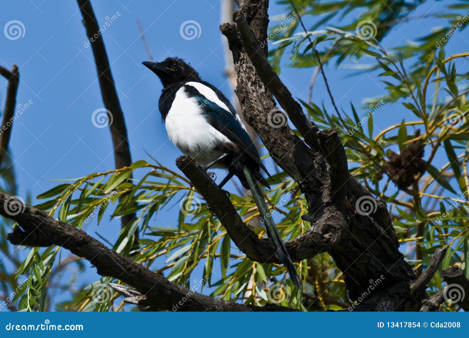 European Magpie Or Common Magpie, Pica Pica, Black And White Bird With ...