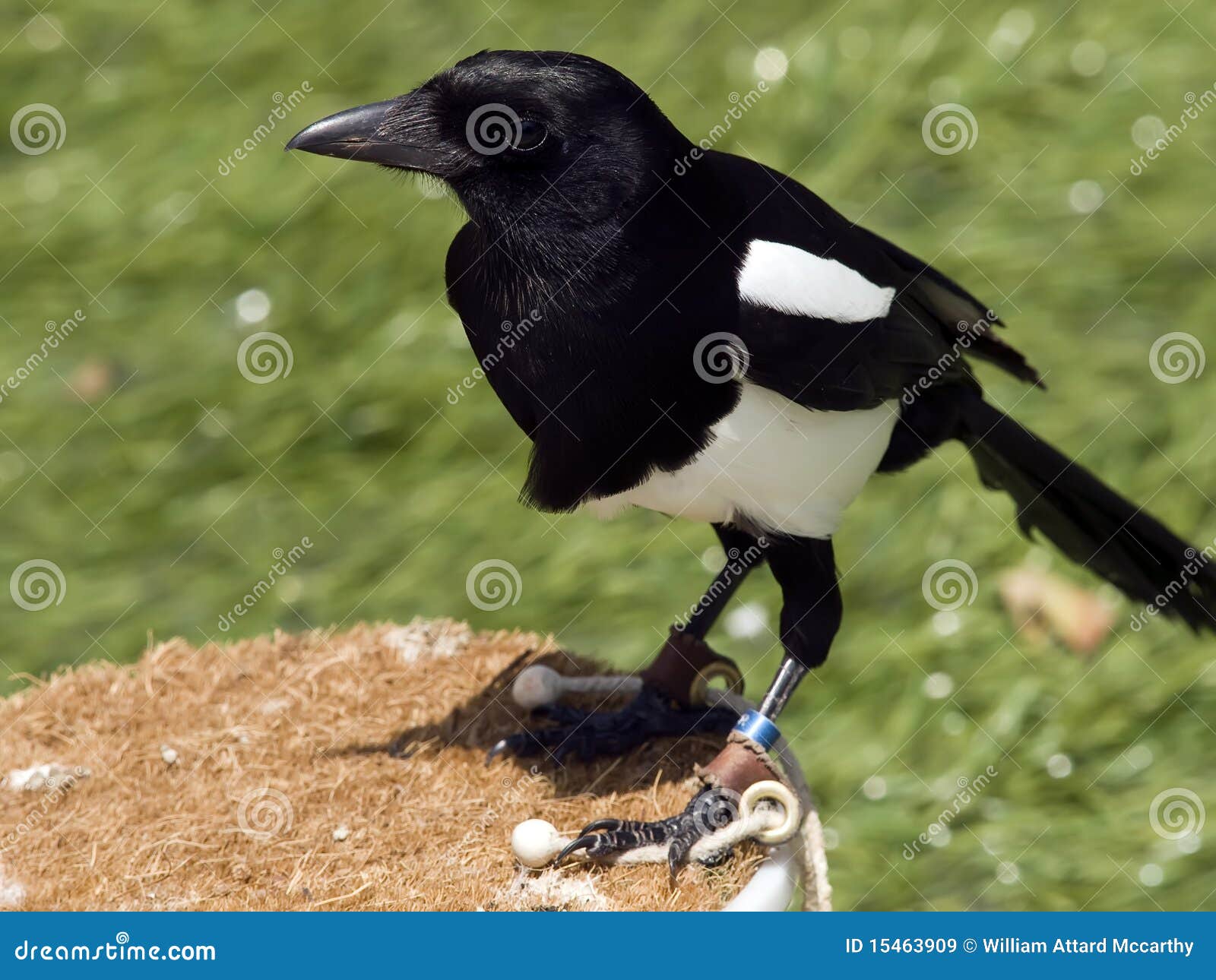 European Magpie stock image. Image of wild, training - 15463909