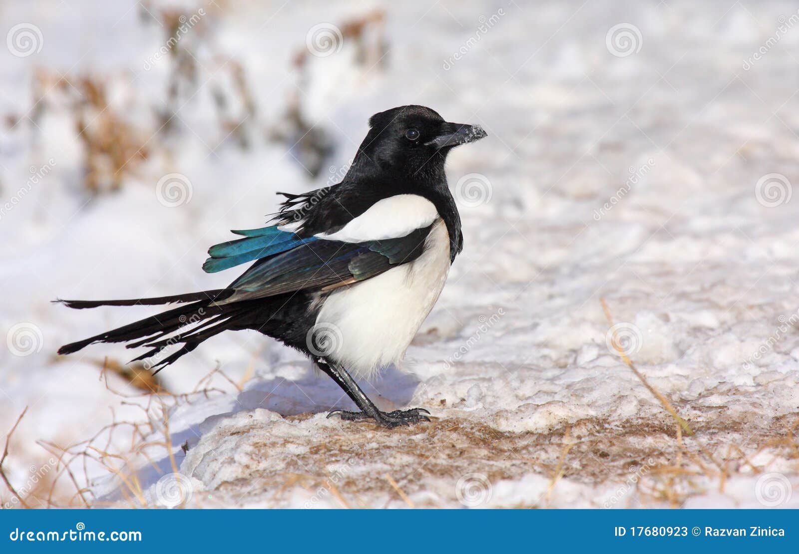 European magpie stock image. Image of nature, exotic - 17680923