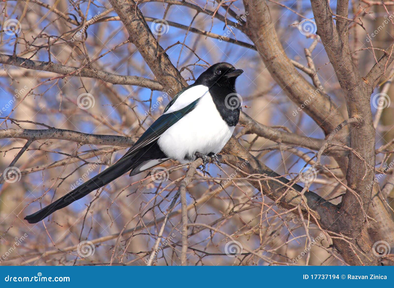 European magpie stock photo. Image of black, plumage - 17737194