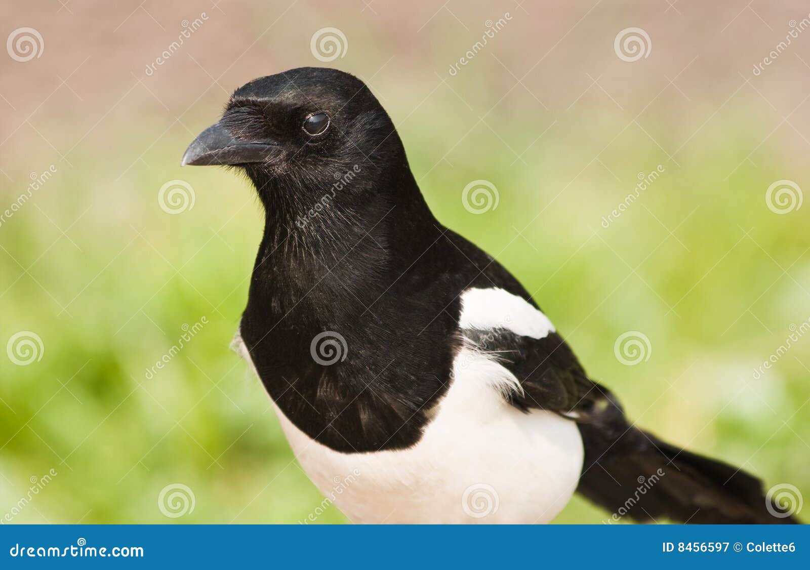European Magpie or Common Magpie Stock Image - Image of feathers, pica ...