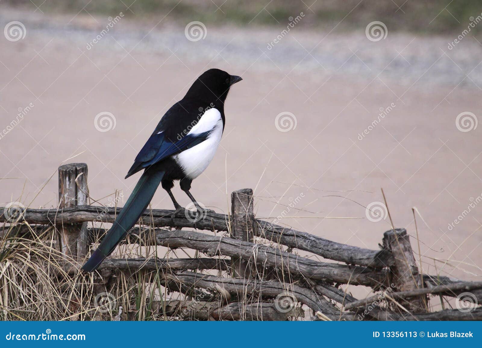 European Magpie on the Fence Stock Image - Image of nature, european ...