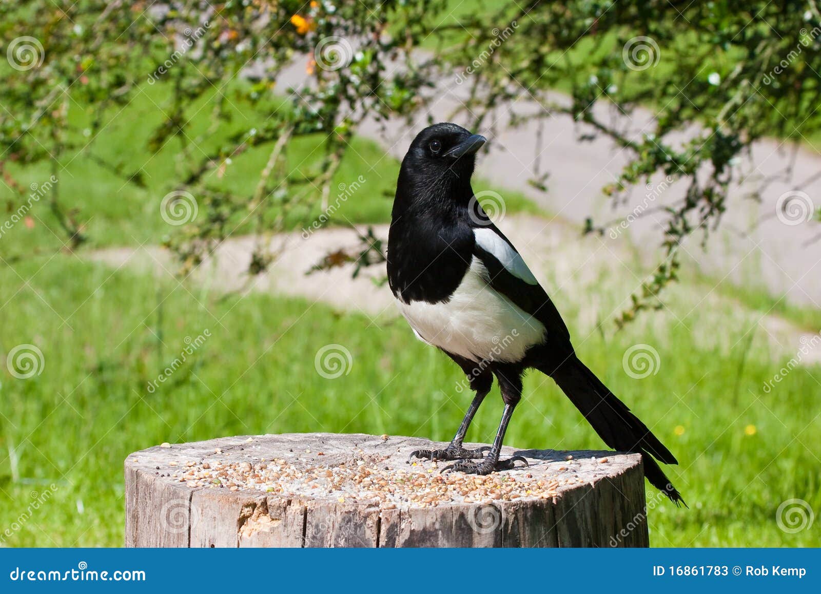 European Magpie Perched on Log with Food Stock Image - Image of closeup ...