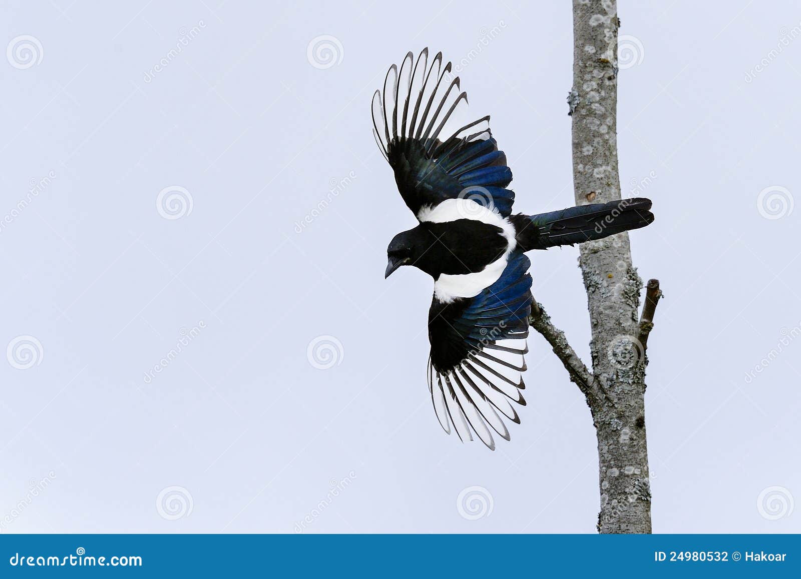 European Magpie Or Common Magpie, Pica Pica, Black And White Bird With ...