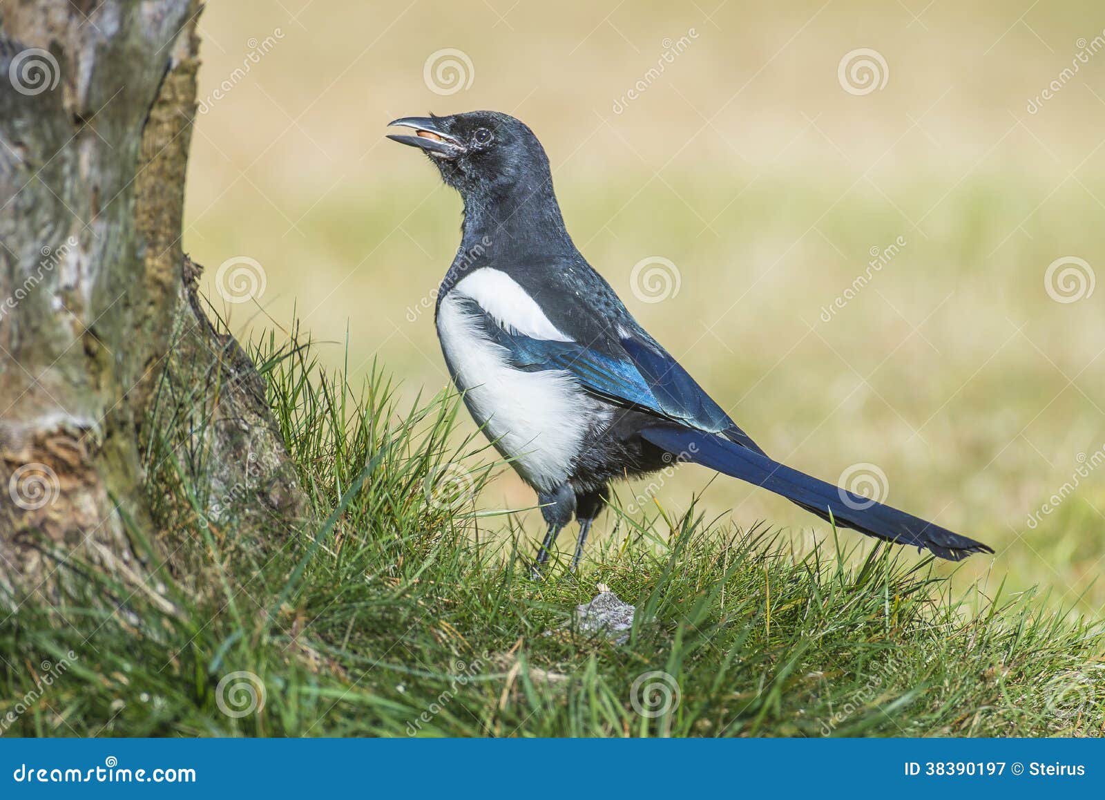European Magpie (Pica Pica) Stock Image - Image of isolated, natural ...