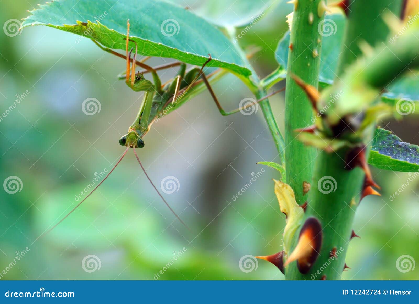 European Mantis stock photo. Image of flight, season - 12242724