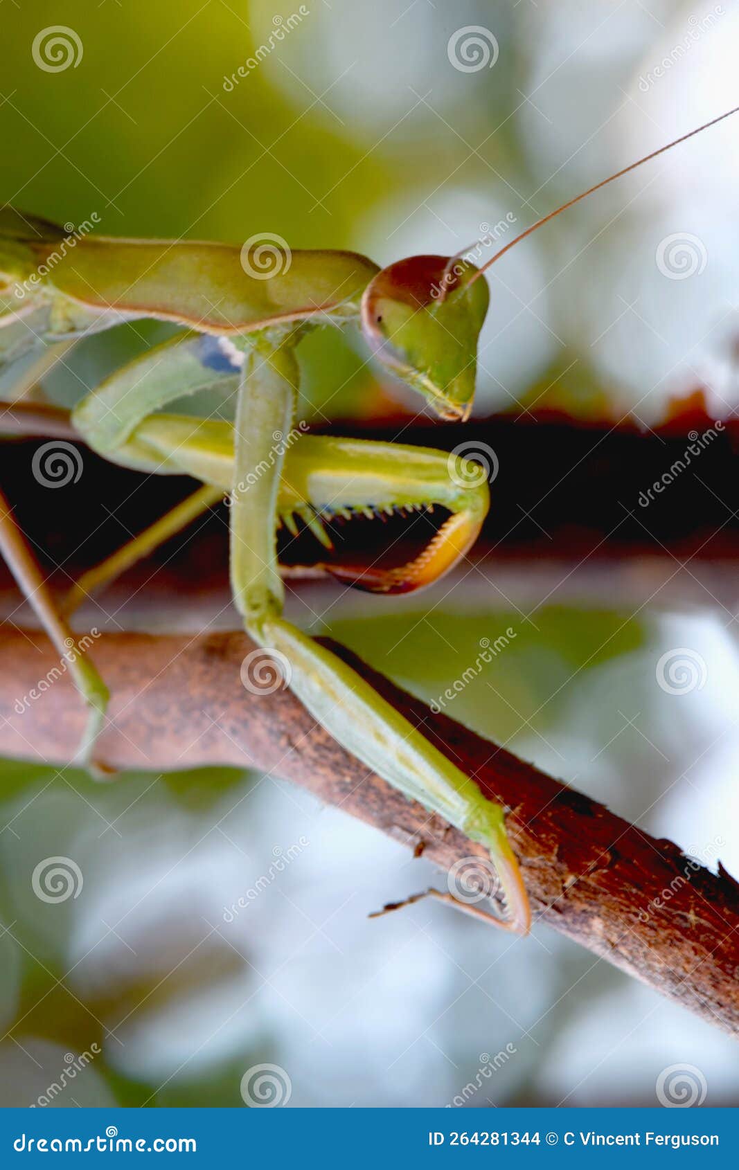 European Mantis 01 stock photo. Image of mantis, insect - 264281344