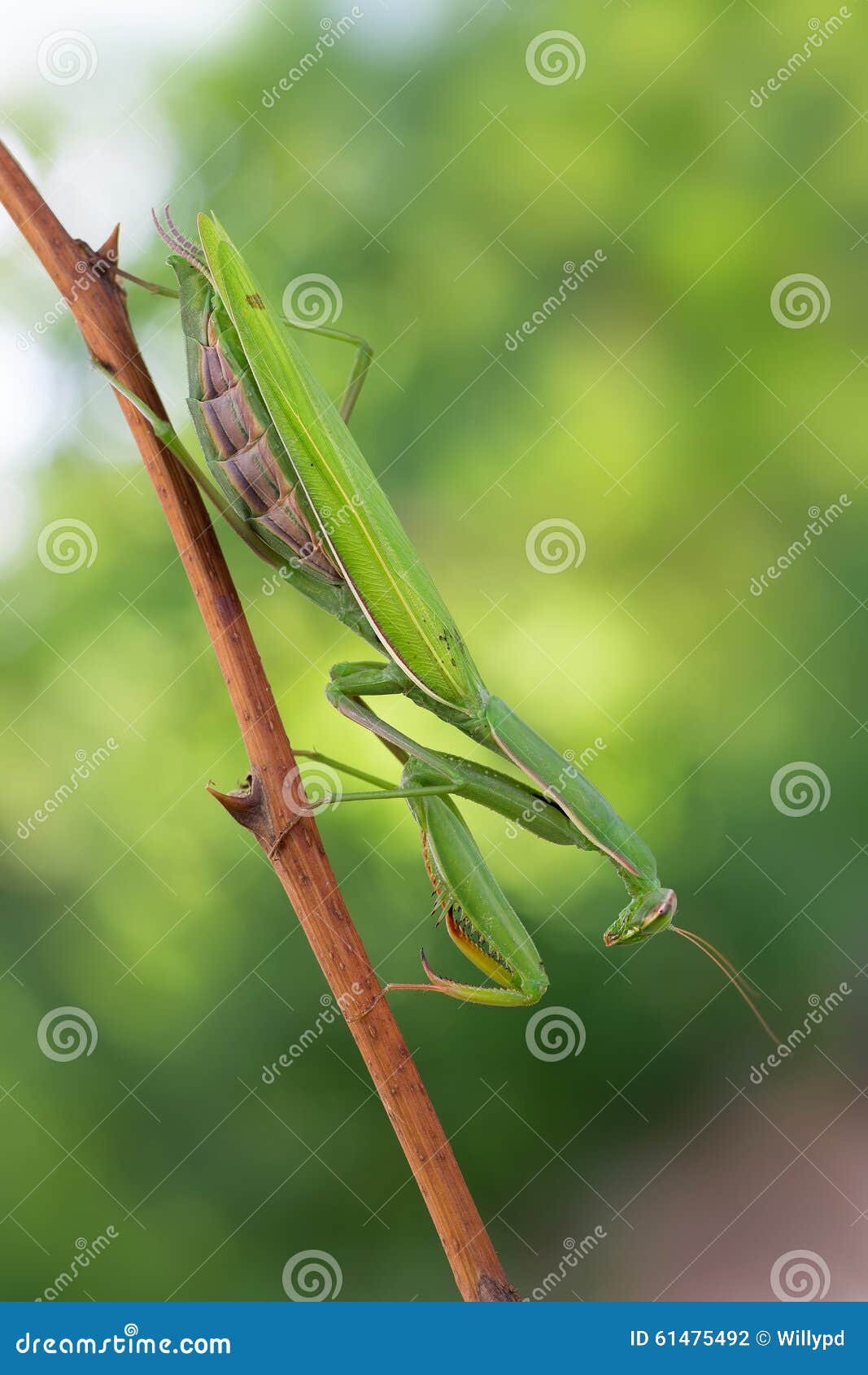 European mantis stock photo. Image of camouflage, color - 61475492