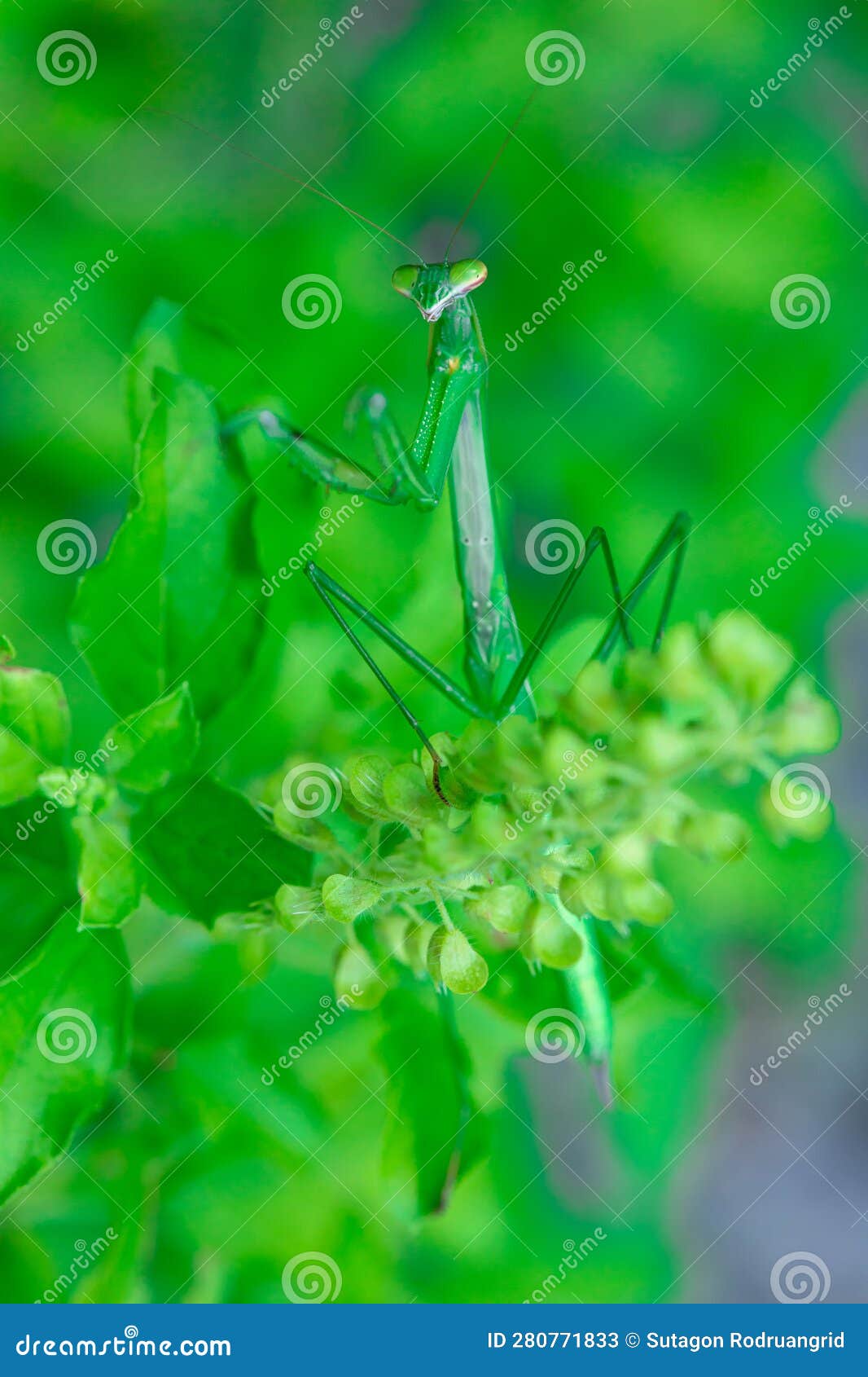 European Mantis or Praying Mantis, Mantis Religiosa, on Green Leaf ...