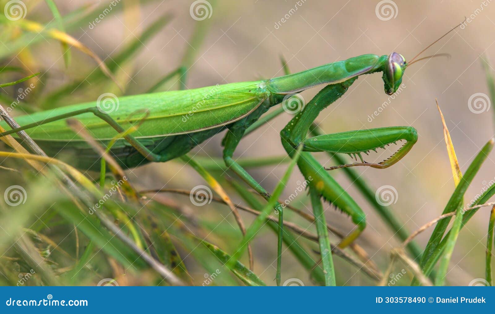 European Mantis or Praying Mantis, Mantis Religiosa Stock Photo - Image ...