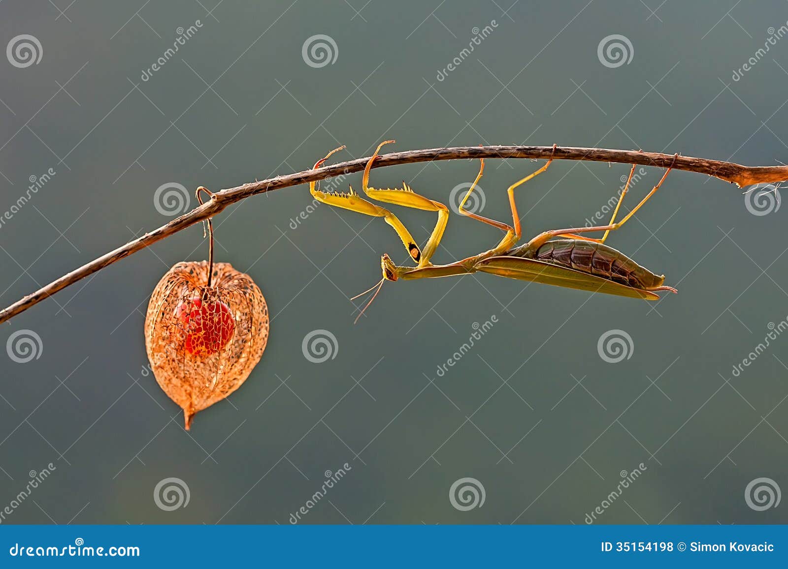 European mantis stock photo. Image of living, religiosa - 35154198