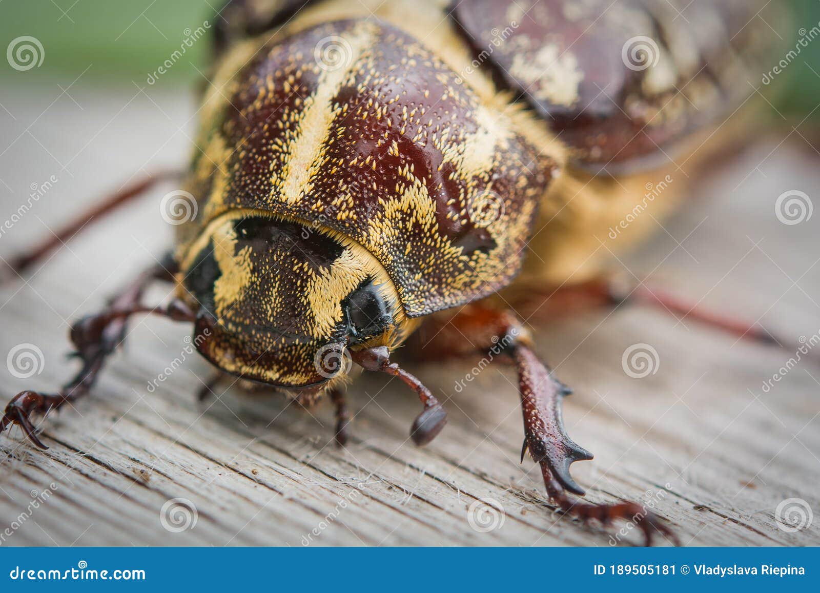 European Marble White Beetle Brown, Grape Pests Royalty-Free Stock ...