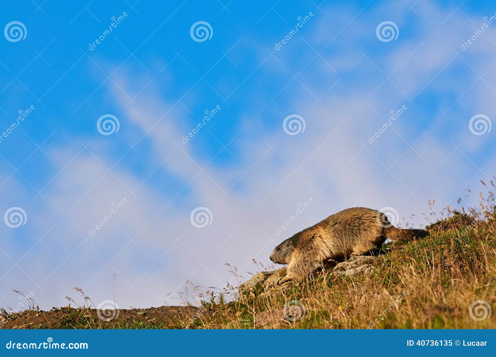 European marmot stock image. Image of rodent, brown, white - 40736135