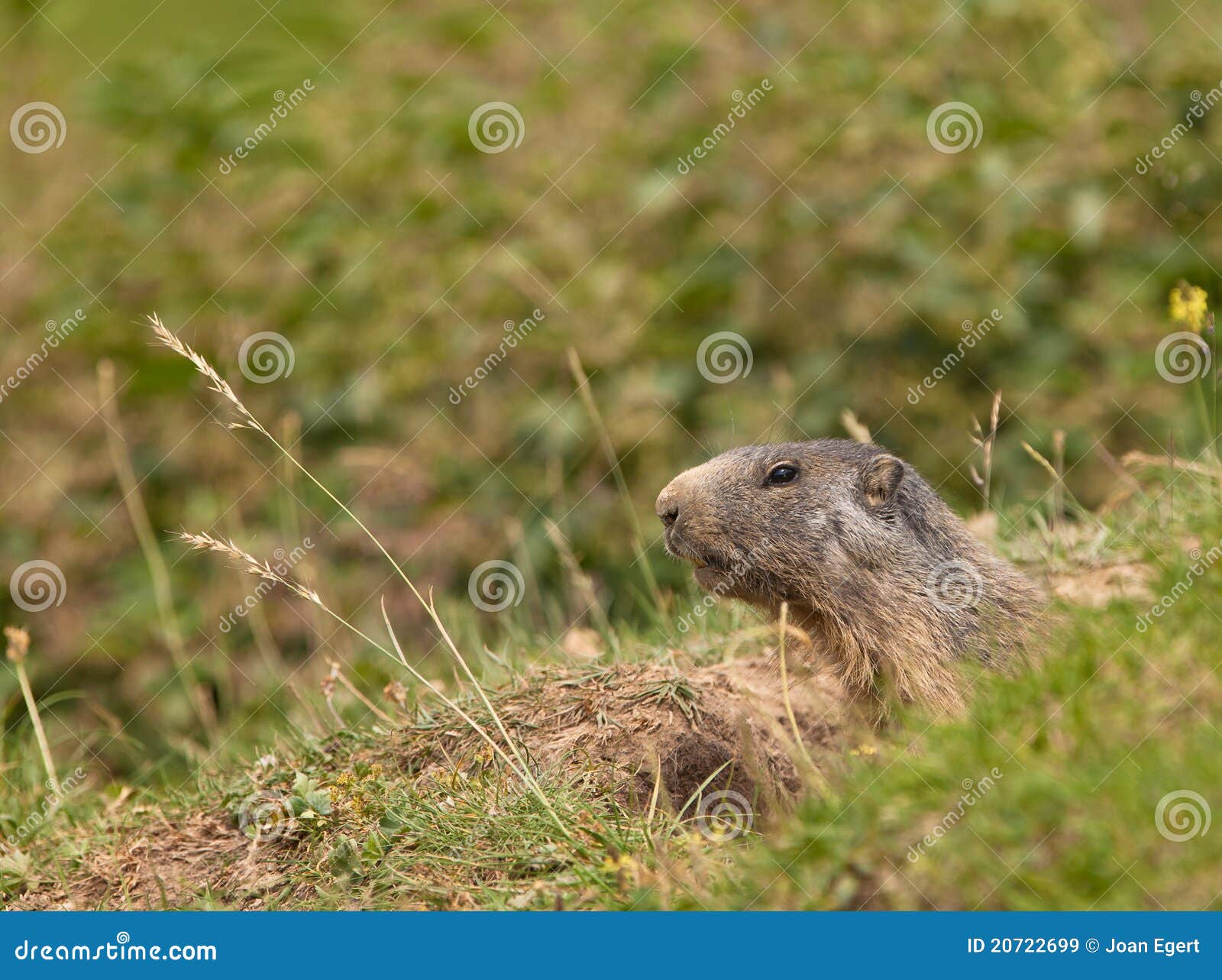 European Marmot at ItÂ´s Cave Stock Image - Image of liguria, enemies ...