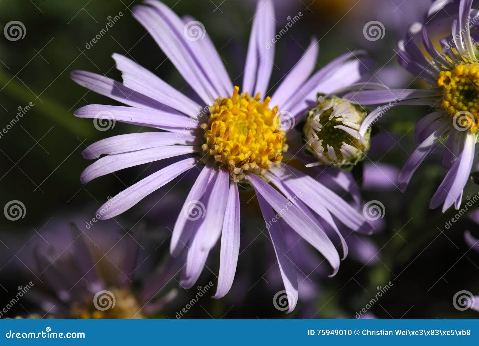 European Michaelmas Daisy (Aster Amellus) Stock Photo - Image of ...
