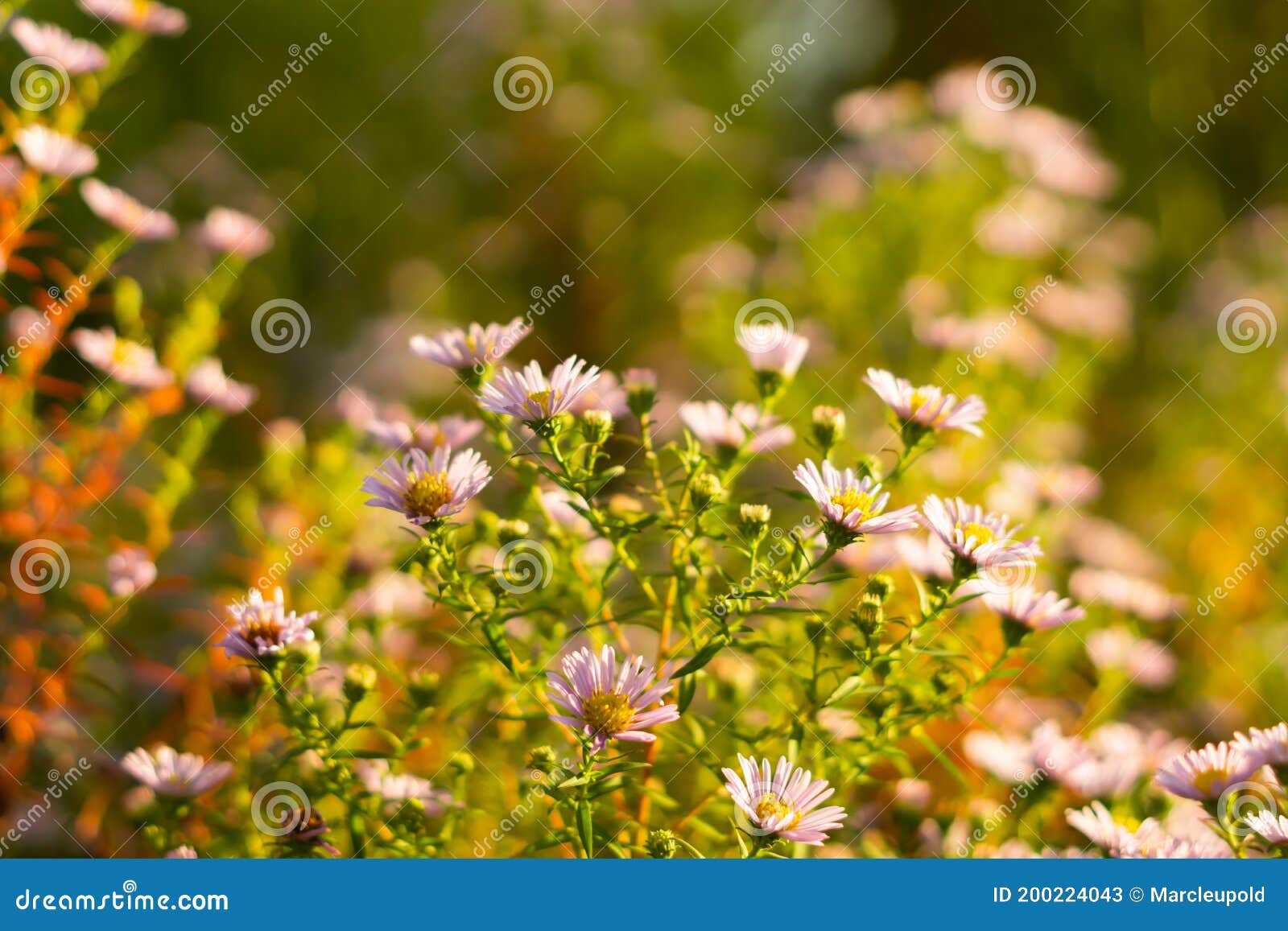 European Michaelmas daisy stock image. Image of color - 200224043