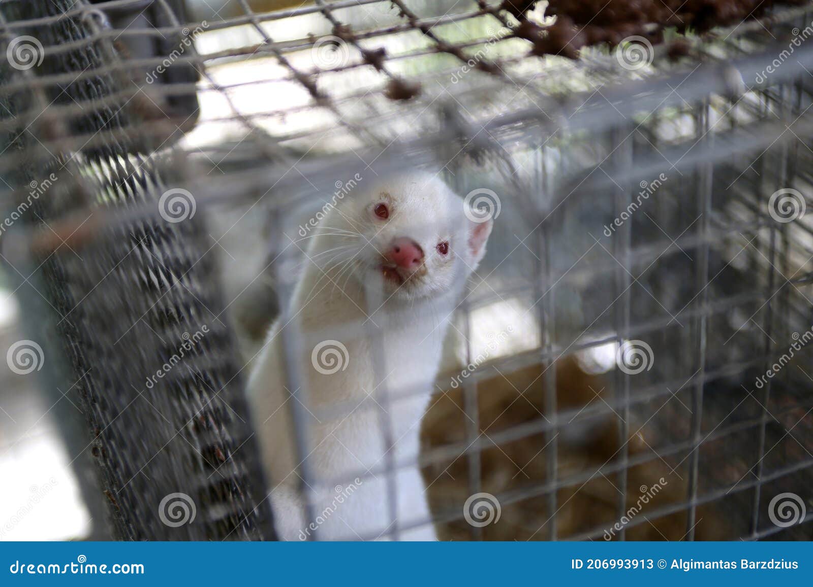 European Mink Grown on a Farm. Lithuania Stock Image - Image of fluffy ...