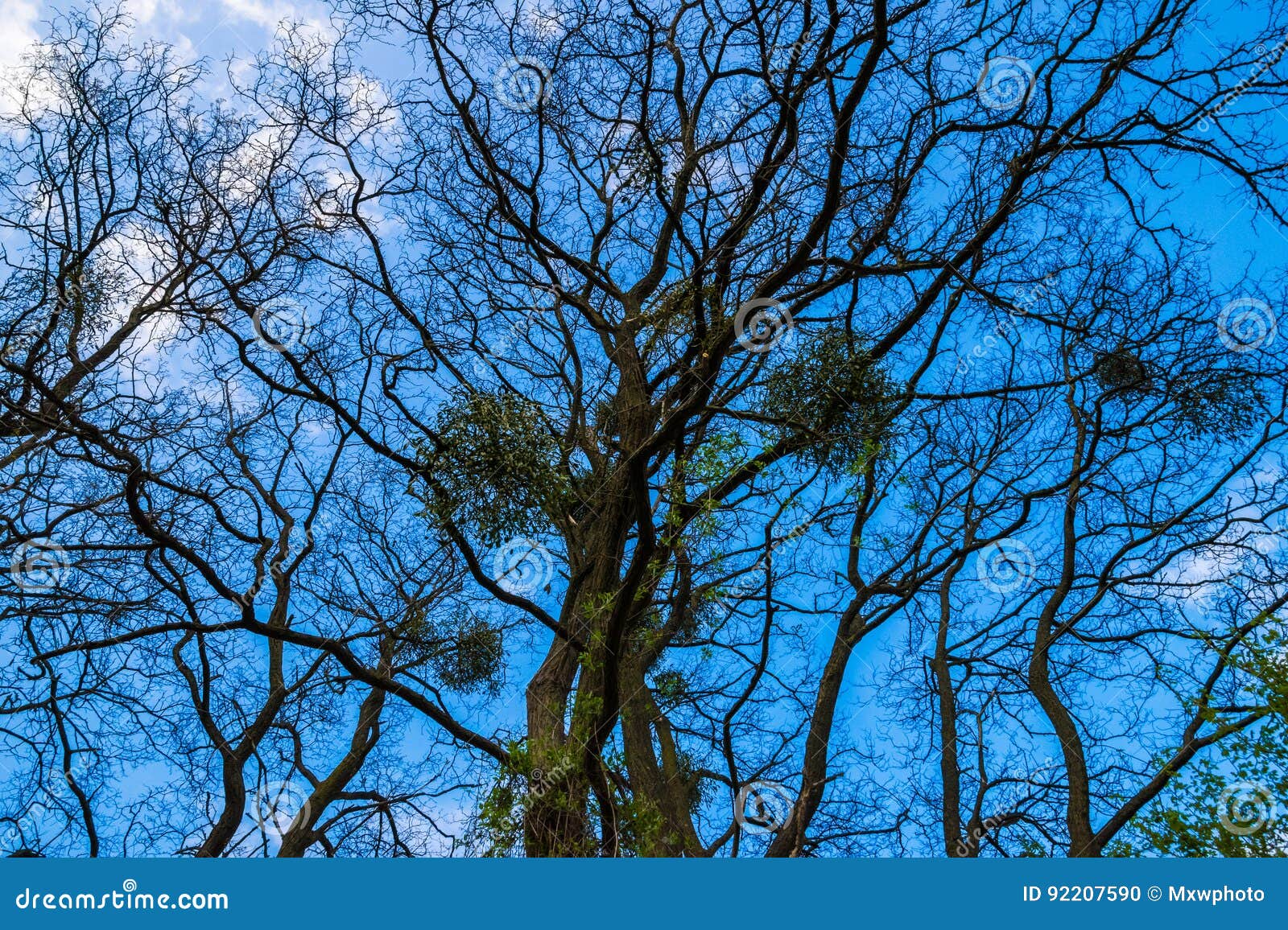 European Mistletoe on Bald Tree in Winter Blue Sky Clouds Stock Photo ...