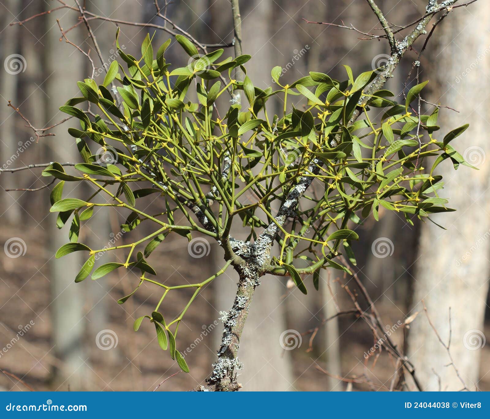 European Mistletoe (Viscum Album) Stock Photo - Image of parasitic ...