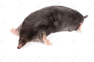 The European mole stock photo. Image of portrait, medium - 28052694