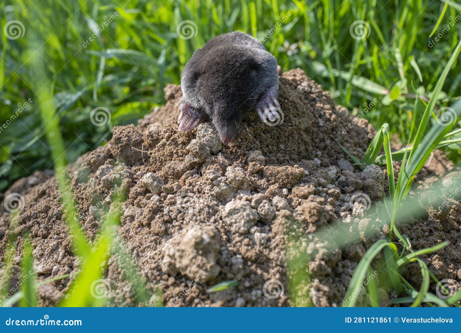The European Mole Close Up in the Garden Stock Image - Image of animal ...