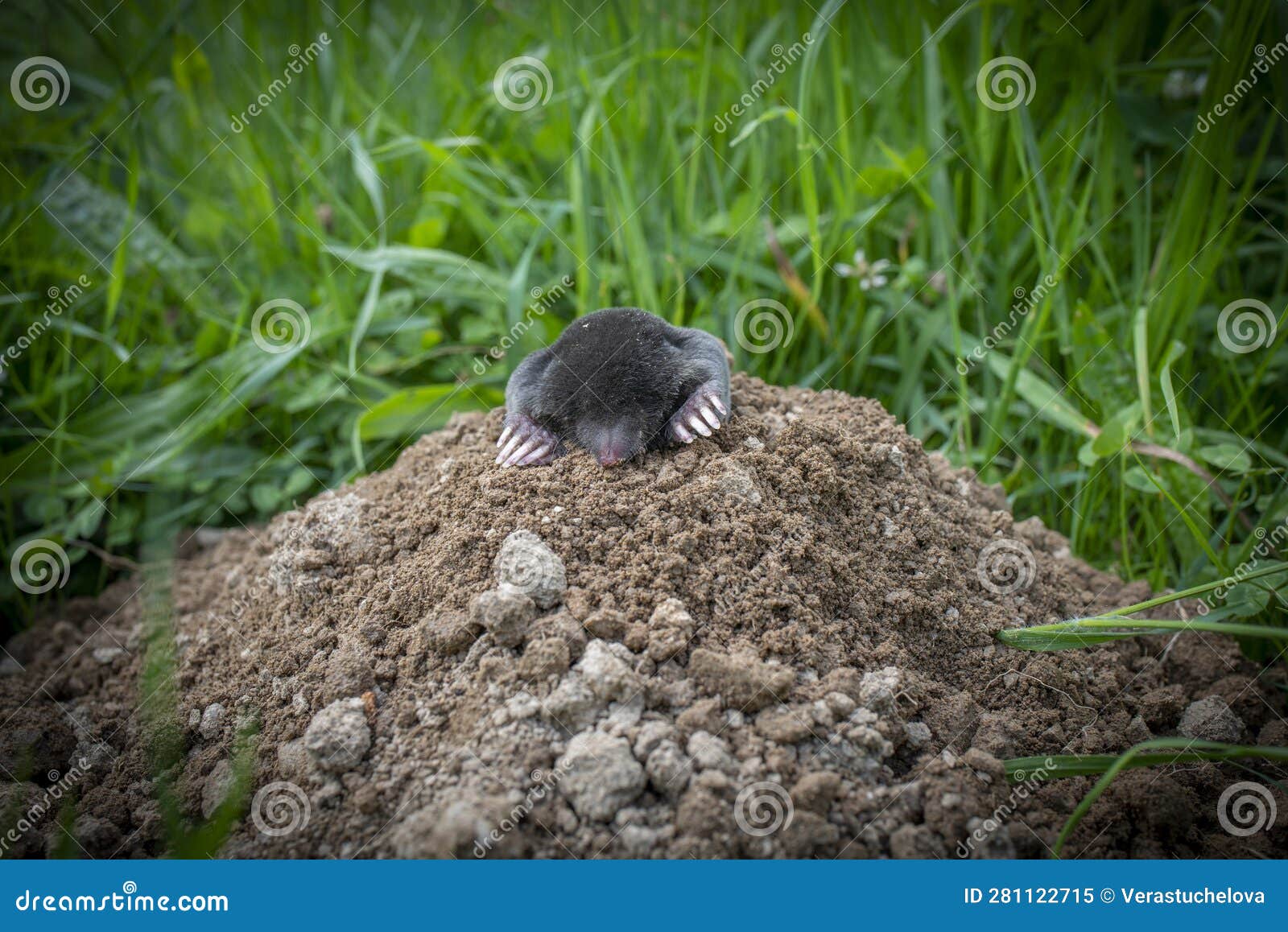 The European Mole Close Up in the Garden Stock Image - Image of heap ...