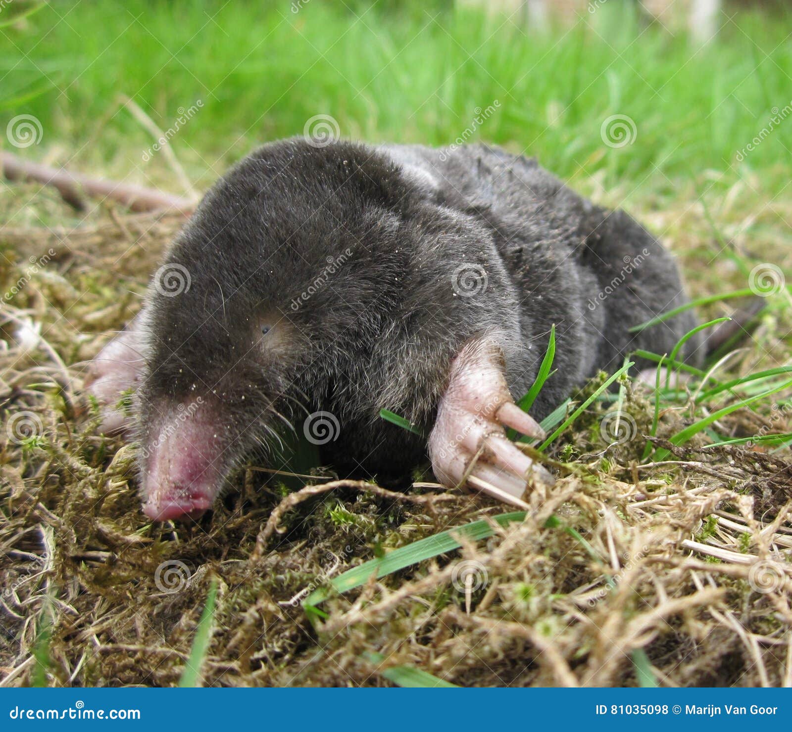 European Mole stock photo. Image of soft, mole, hairy - 81035098