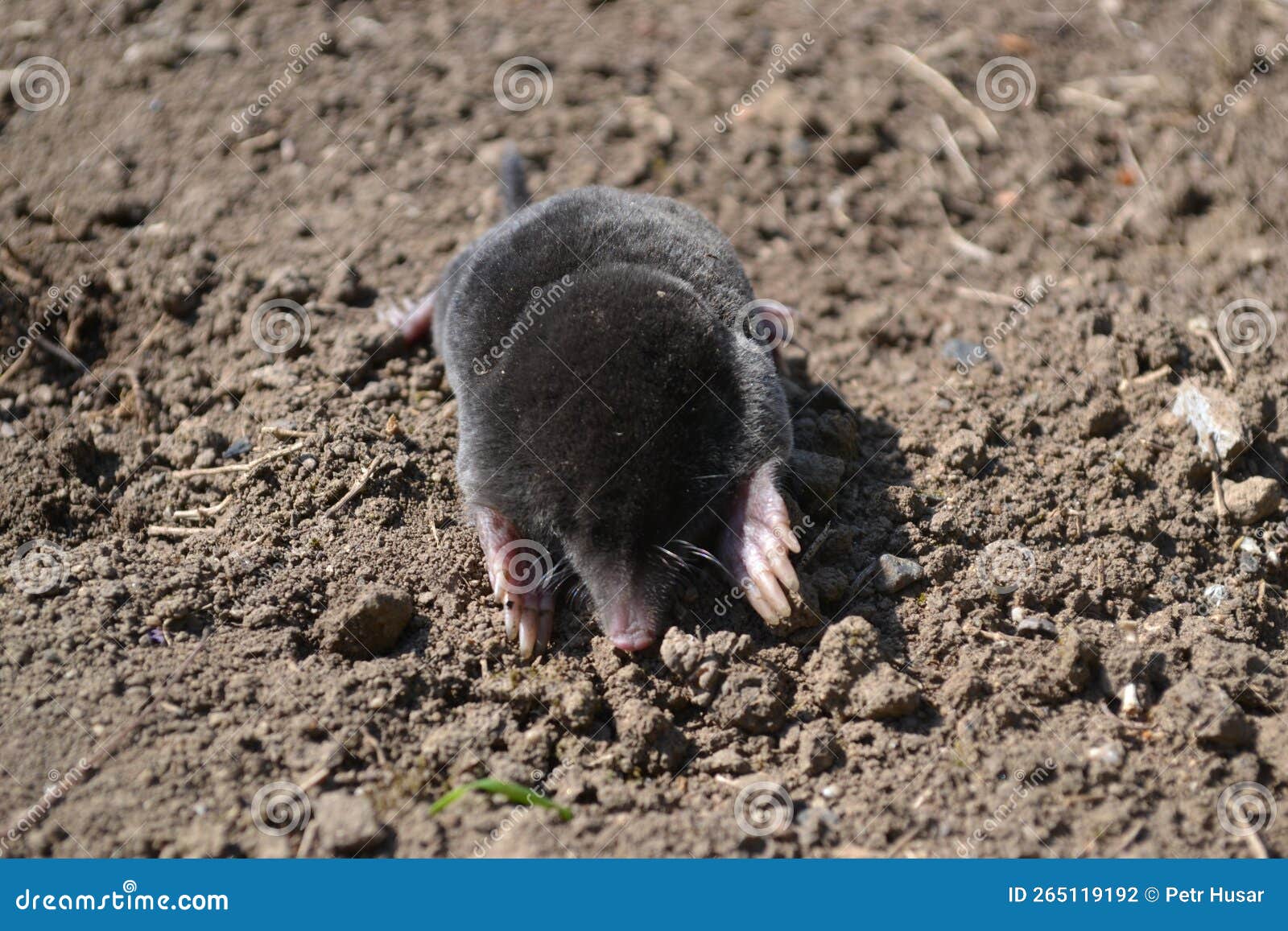 European mole stock photo. Image of rock, soil, nature - 265119192