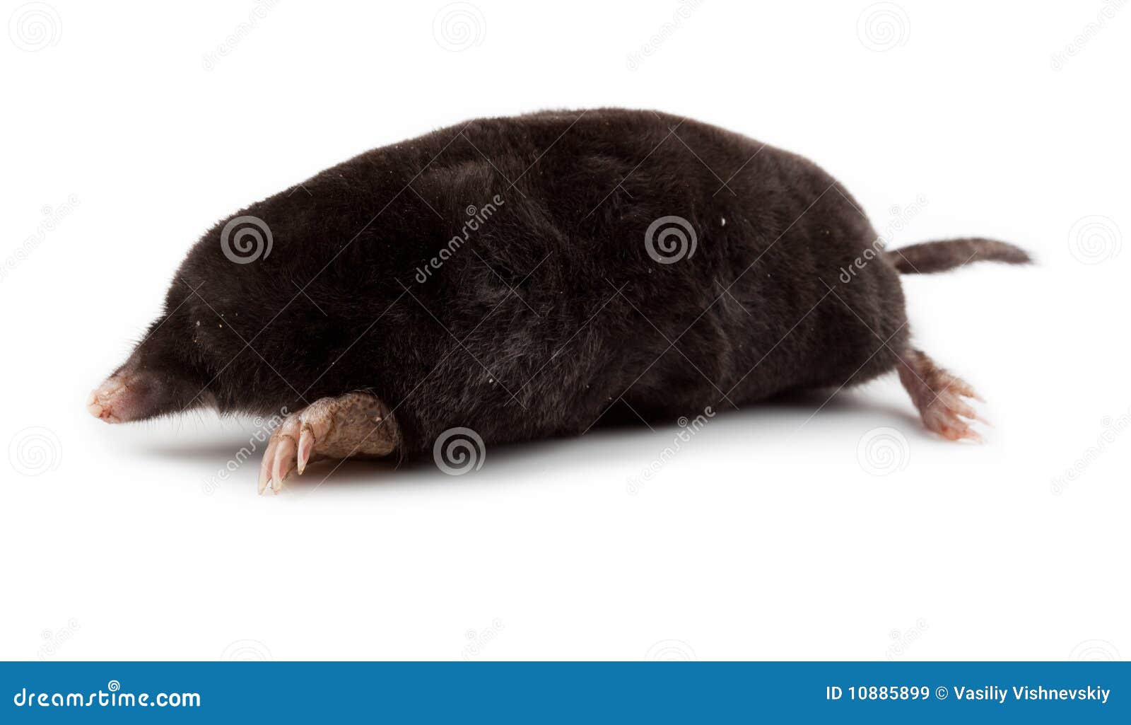 European Mole (Talpa Europaea) Stock Image - Image of body, northern ...