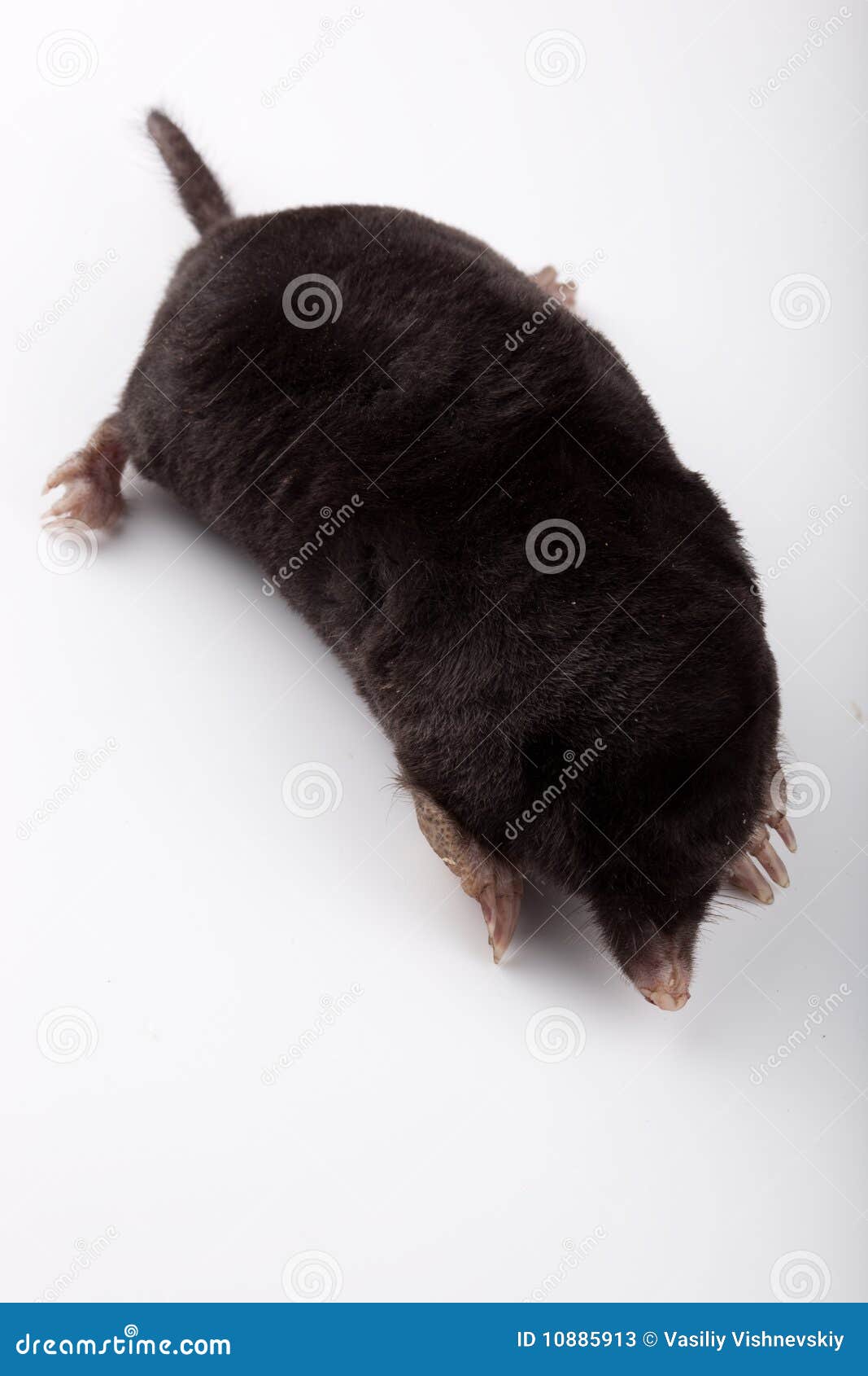 European Mole (Talpa Europaea) Stock Image - Image of animal, wild ...