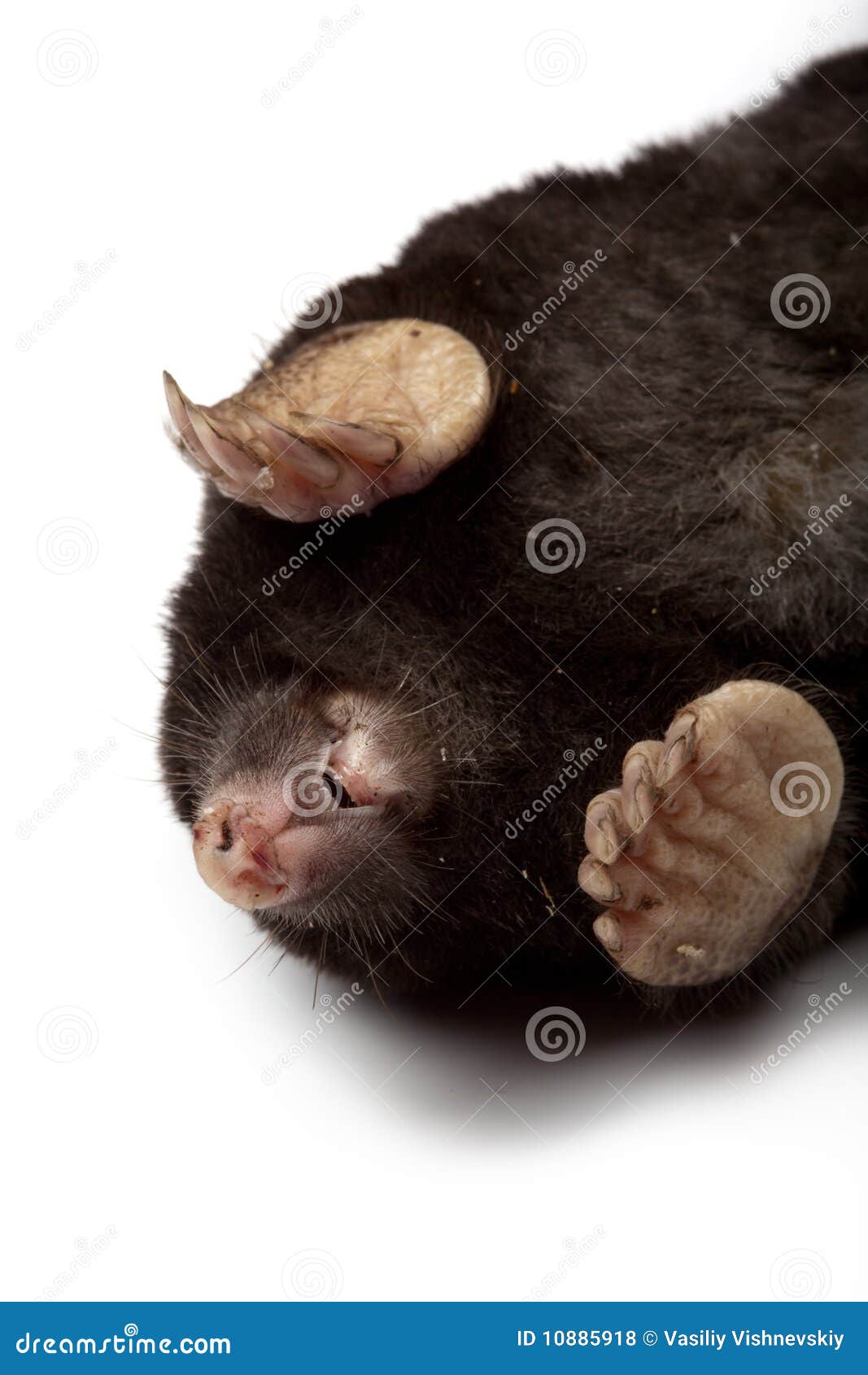 European Mole (Talpa Europaea) Stock Photo - Image of mammal, european ...