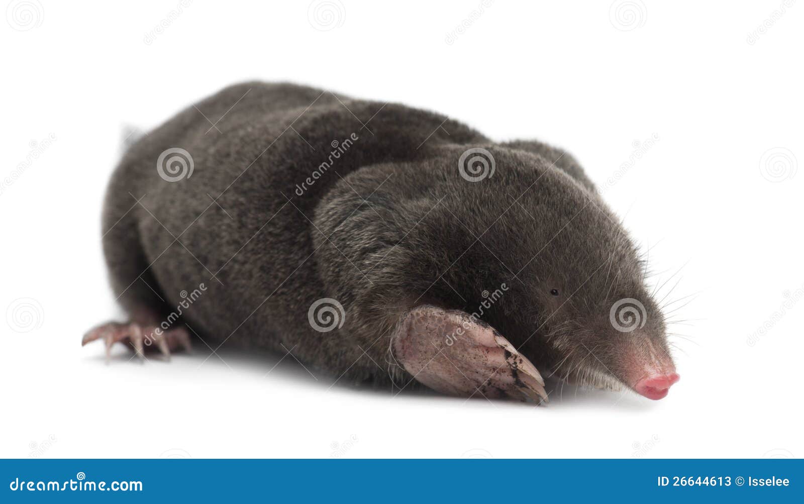 European Mole And His Family Devastate Soccer Field In Czech Republic ...