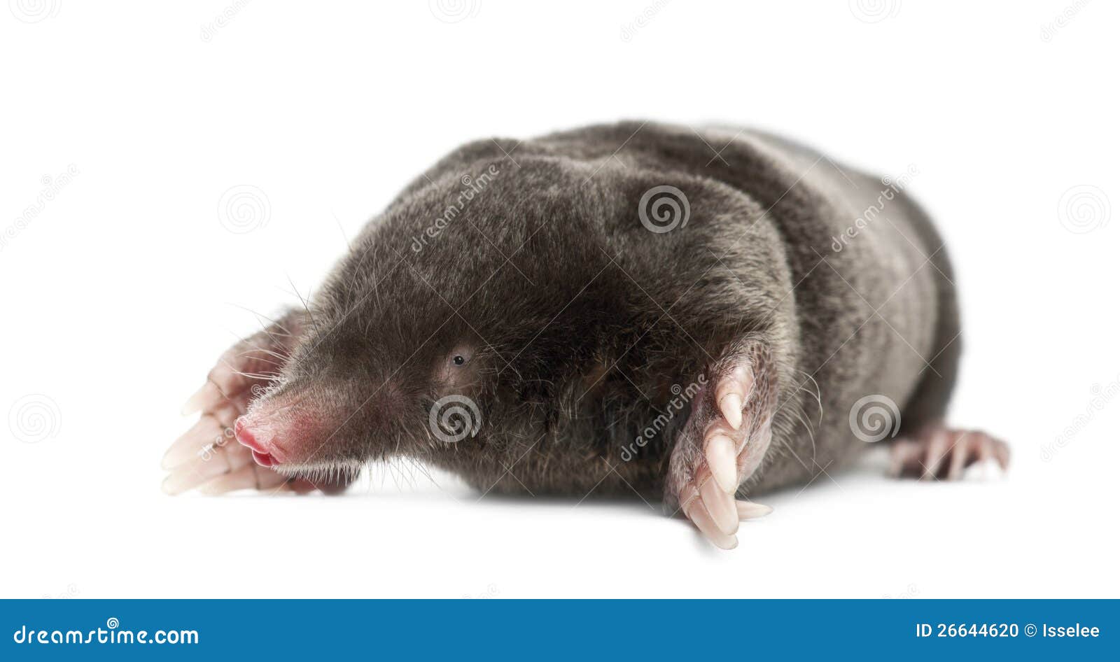 European Mole And His Family Devastate Soccer Field In Czech Republic ...