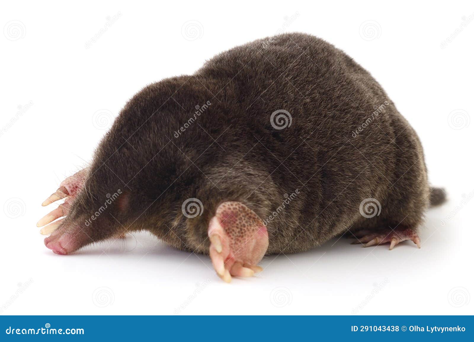 European mole on white stock photo. Image of digger - 291043438