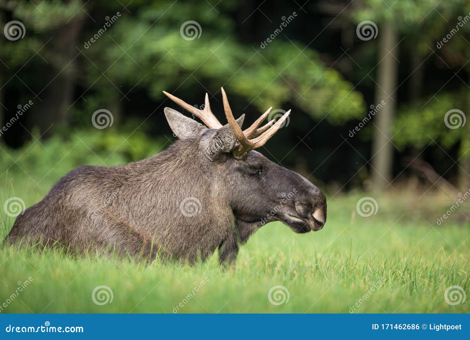 European Moose Known As the Elk Stock Photo - Image of nature, grass ...