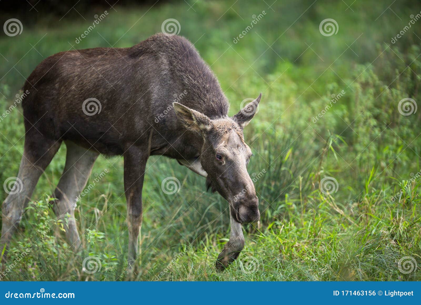 European Moose Known As the Elk Stock Photo - Image of mammal, animal ...