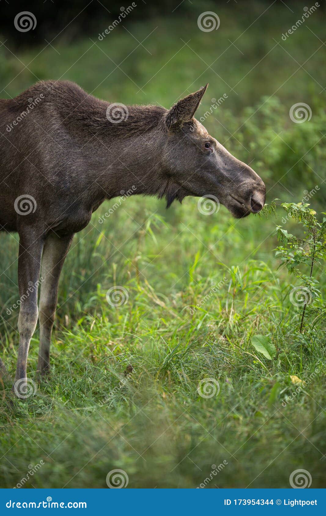 European Moose, Also Known As the Elk Stock Photo - Image of alces ...