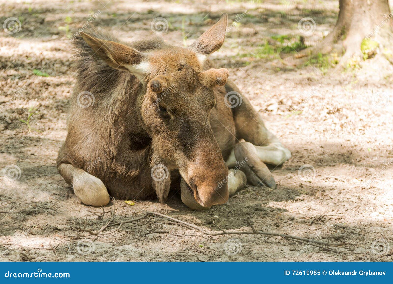 European moose lying stock image. Image of mammal, color - 72619985