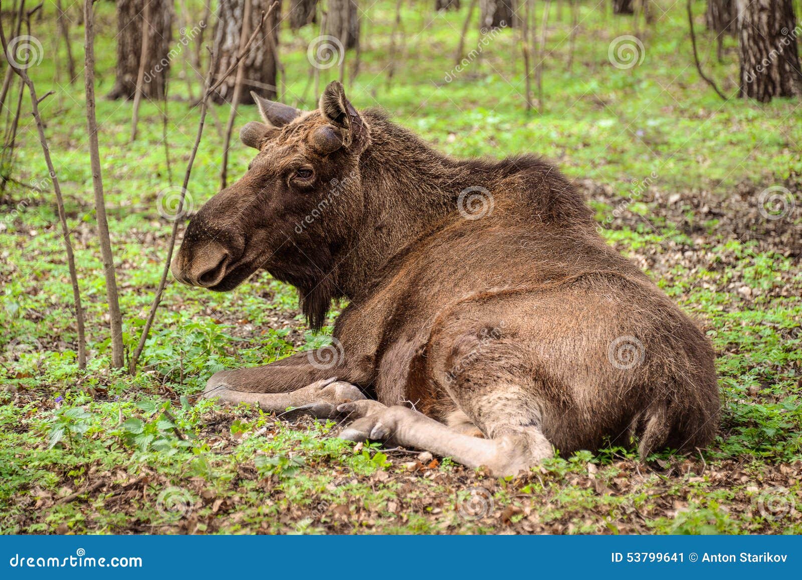 European moose stock image. Image of bull, close, mammal - 53799641