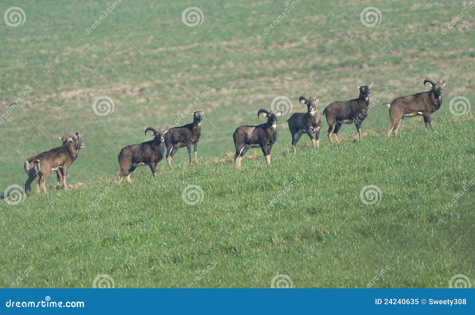 European mouflon sheep stock image. Image of scenic, nature - 24240635